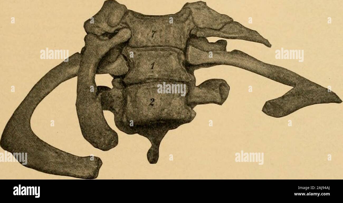 Atlas and text-book of topographic and applied anatomy . 91 the third ...