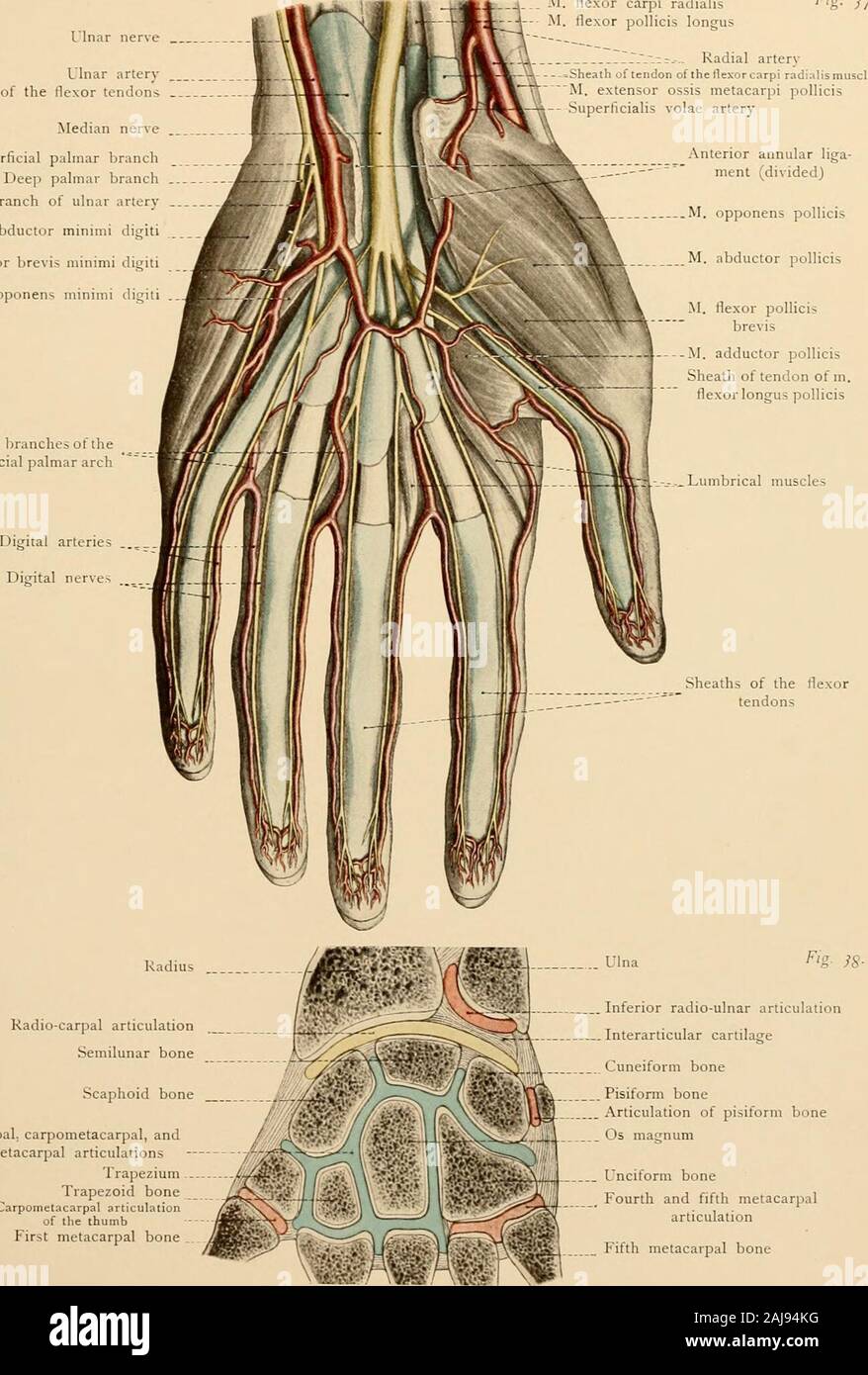 Atlas and text-book of topographic and applied anatomy . the ...