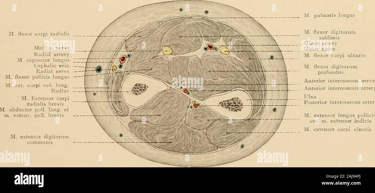 Atlas and text-book of topographic and applied anatomy . M. He xor dig ...