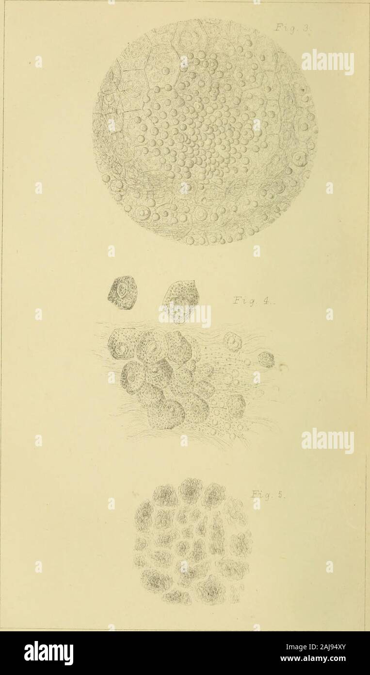 Microscopic drawing hi-res stock photography and images - Alamy