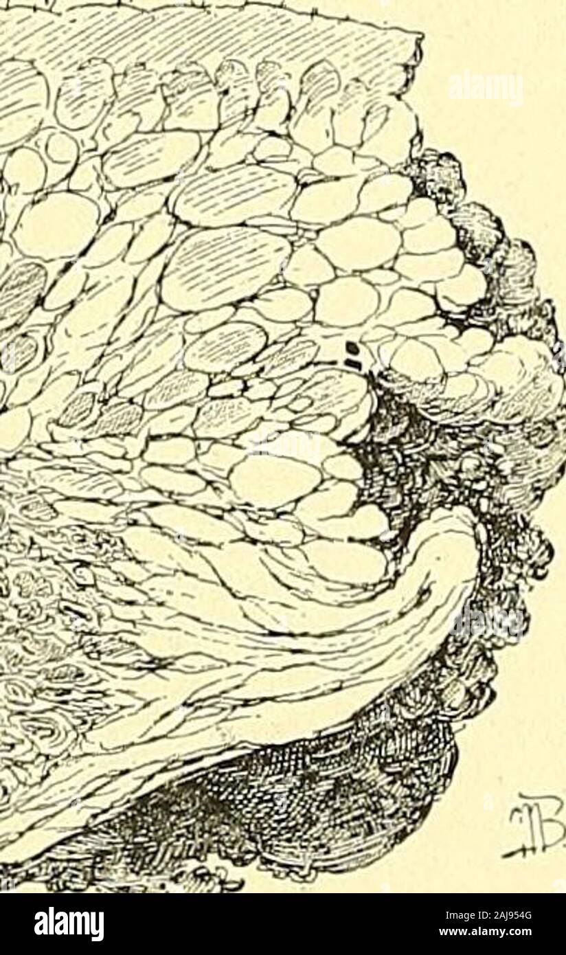 Radiating septa hi-res stock photography and images - Alamy