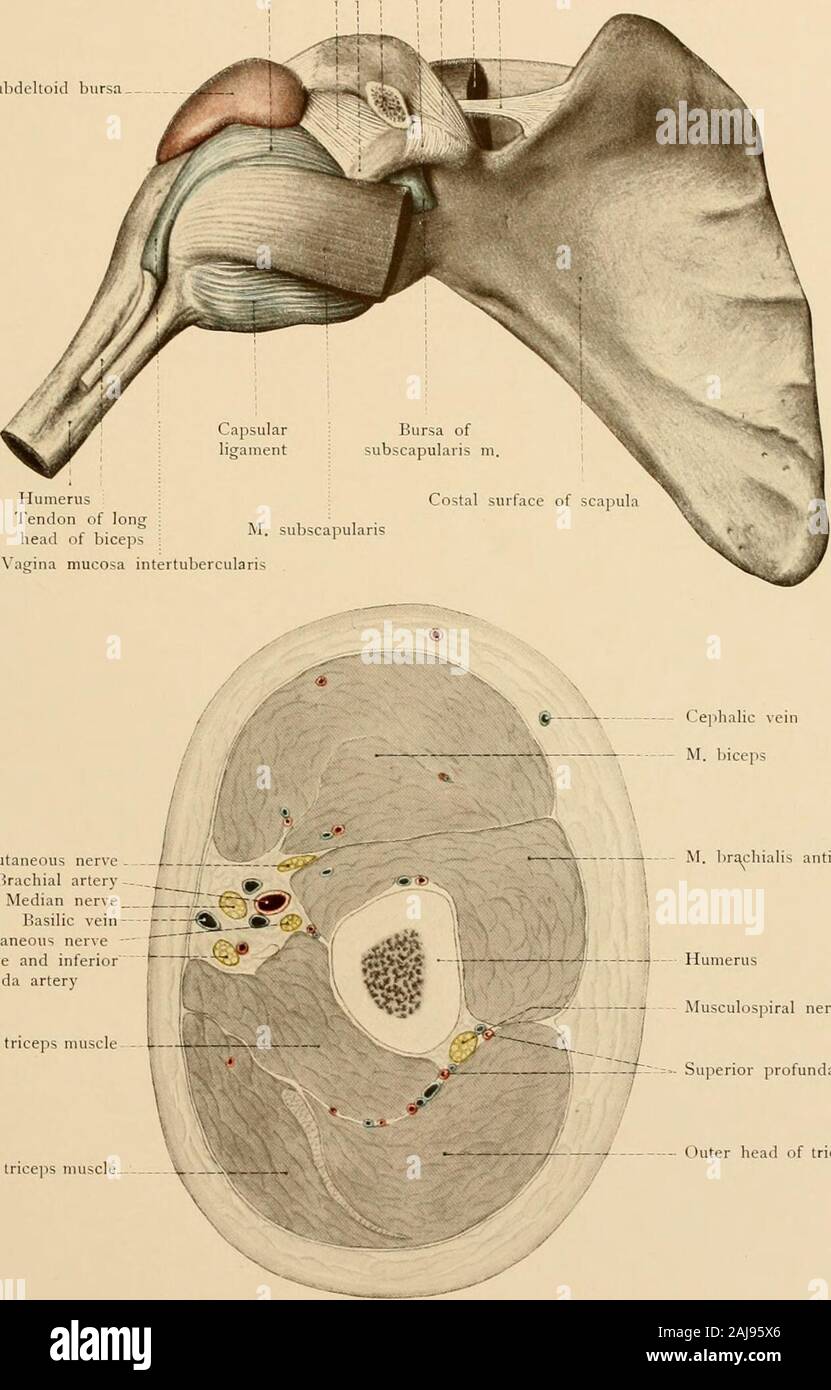 Atlas and text-book of topographic and applied anatomy . made for a ...