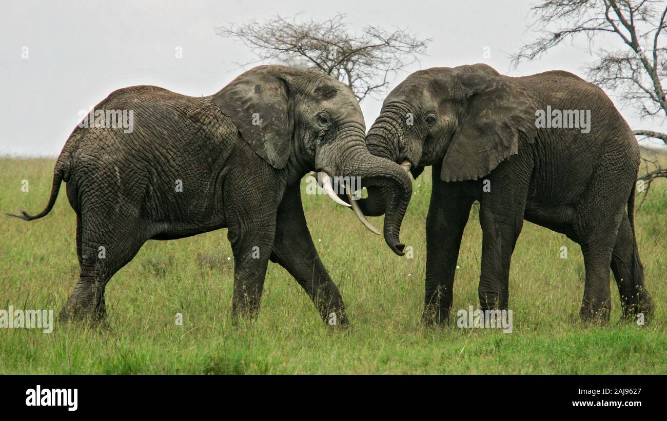 African elephant bulls serengeti hi-res stock photography and images ...