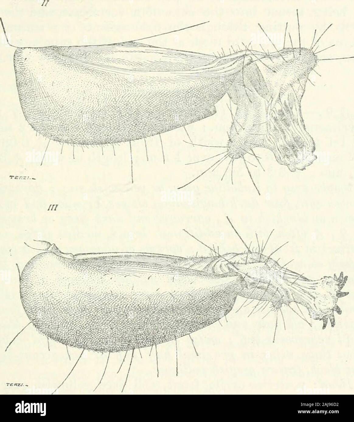 Notopleural bristles hi-res stock photography and images - Alamy