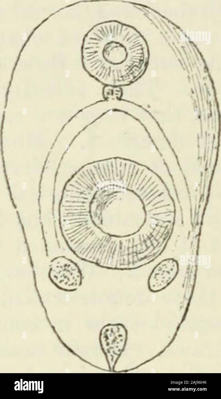Spherical somewhat elongated hi-res stock photography and images - Alamy