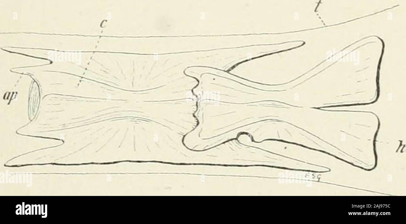 Normal bone matrix hi-res stock photography and images - Alamy