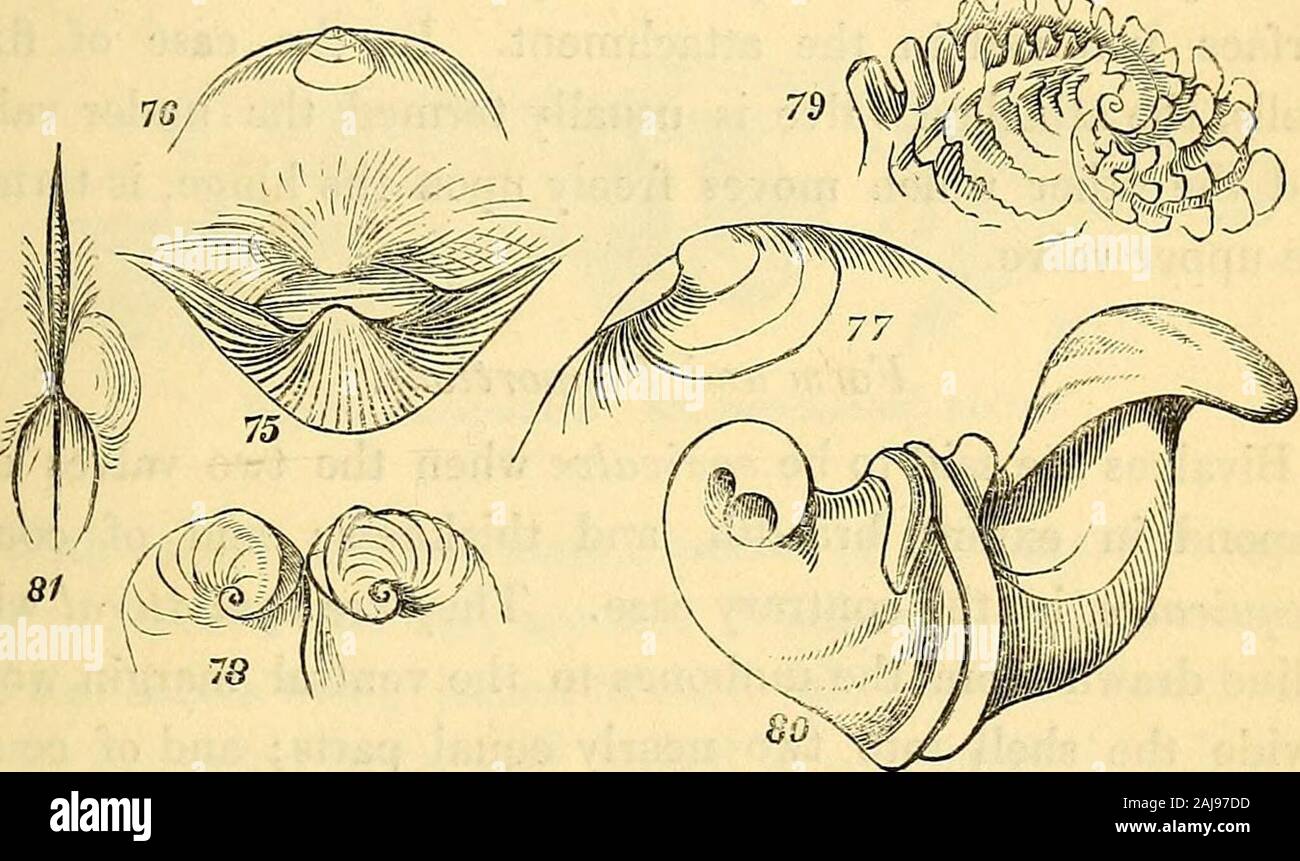 Dorsal edge hi-res stock photography and images - Alamy