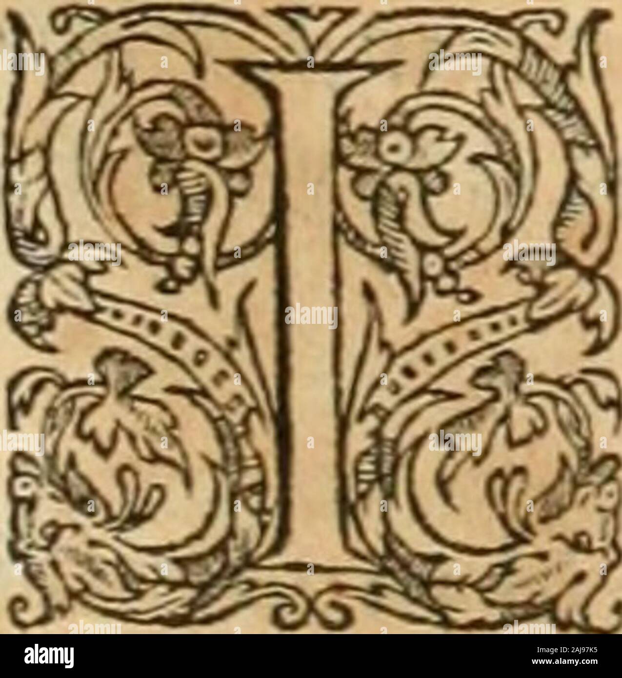 Volucres hi-res stock photography and images - Alamy