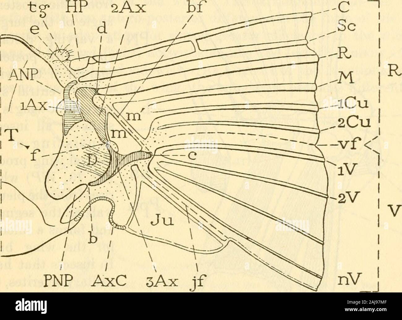 Posterior axillary fold hi-res stock photography and images - Alamy