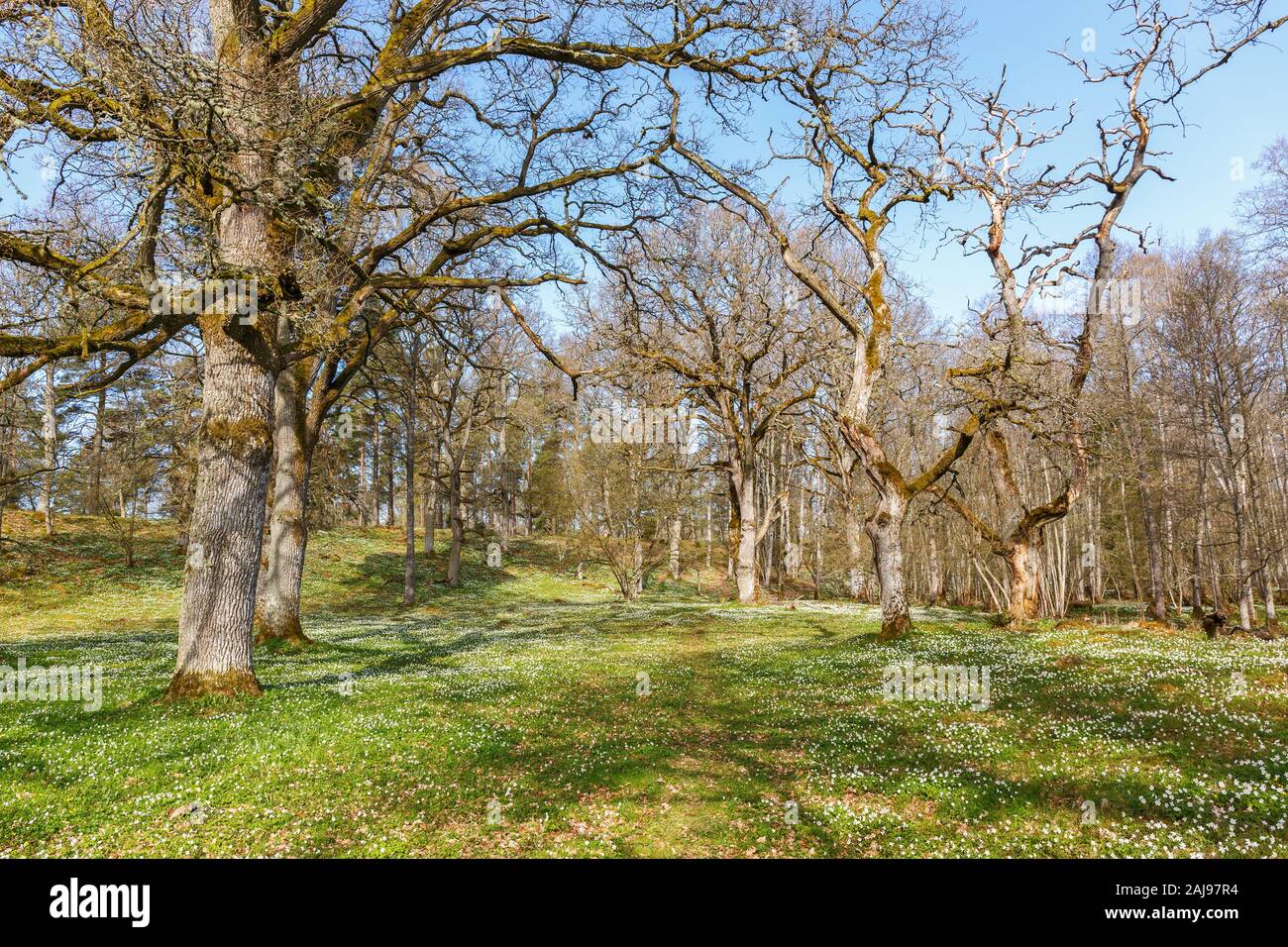 Old oak trees in a parkland at spring with white spring flowers on the ...