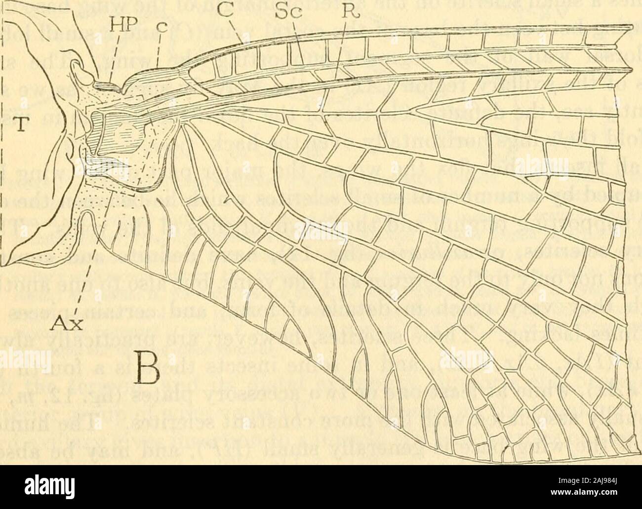 Wing structure of dragon fly hi-res stock photography and images - Alamy