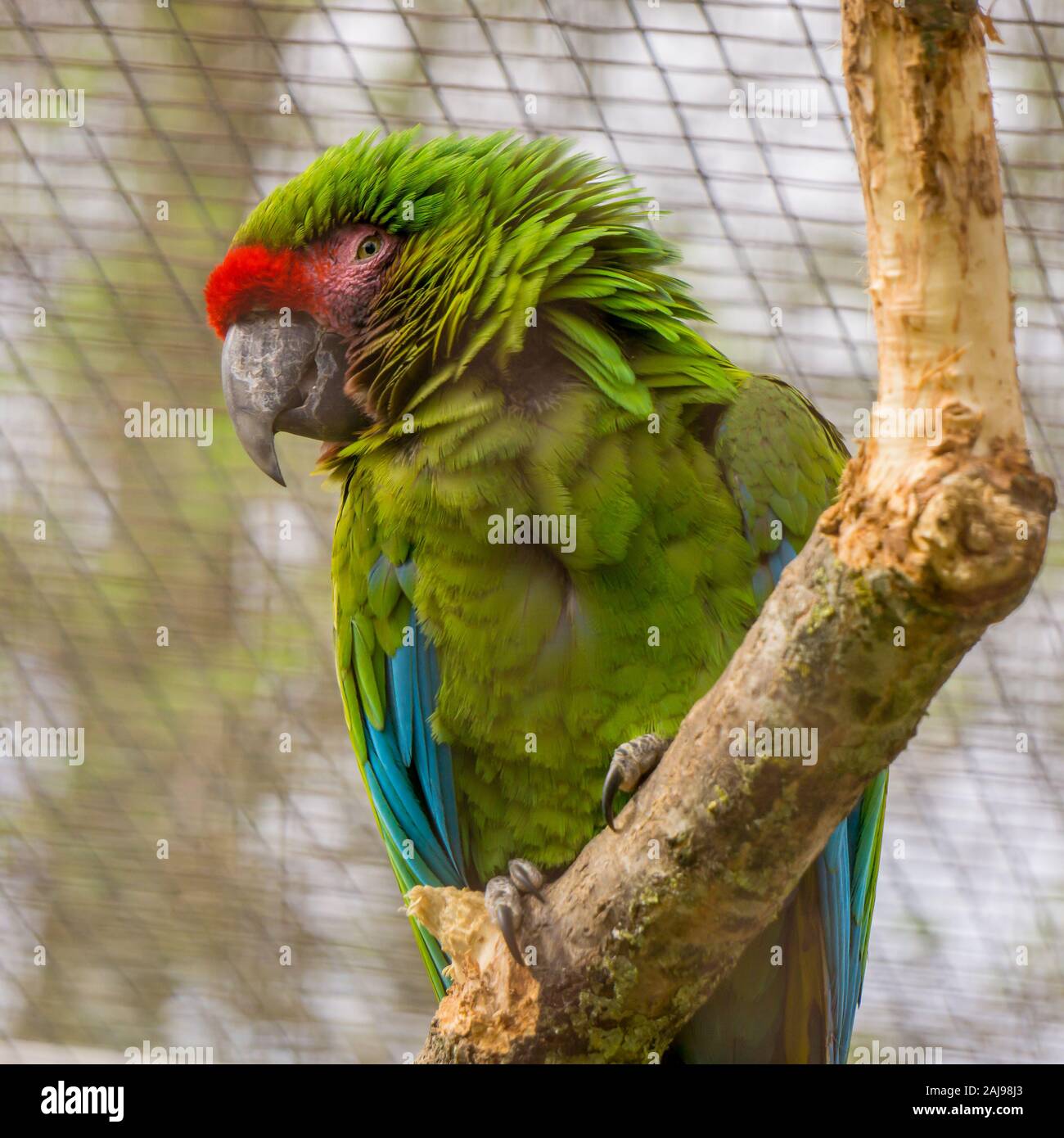 Great green macaw (Ara ambiguus) sitting on a branch Stock Photo - Alamy