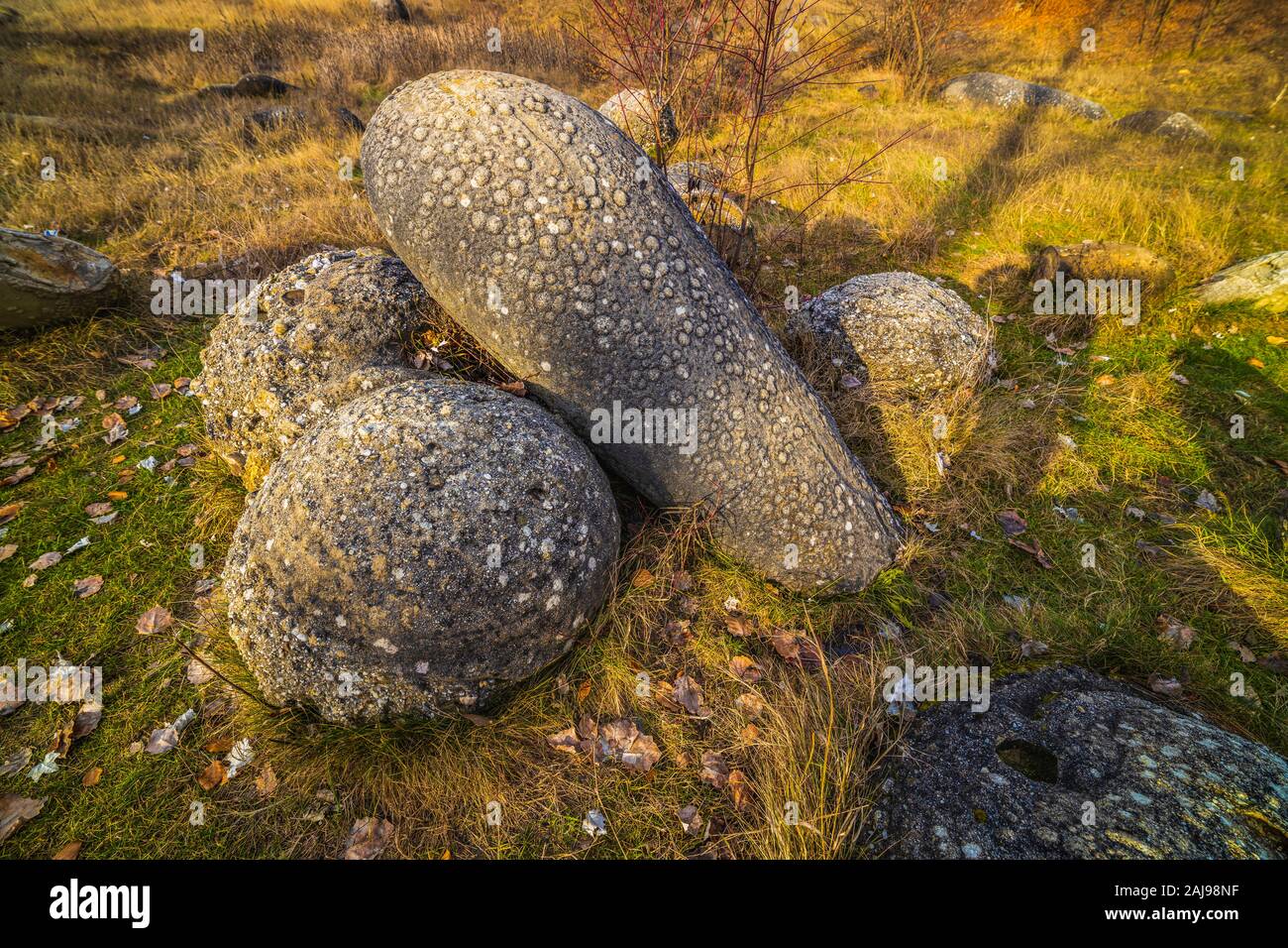Trovantii – the strangest living stones in Romania Stock Photo - Alamy