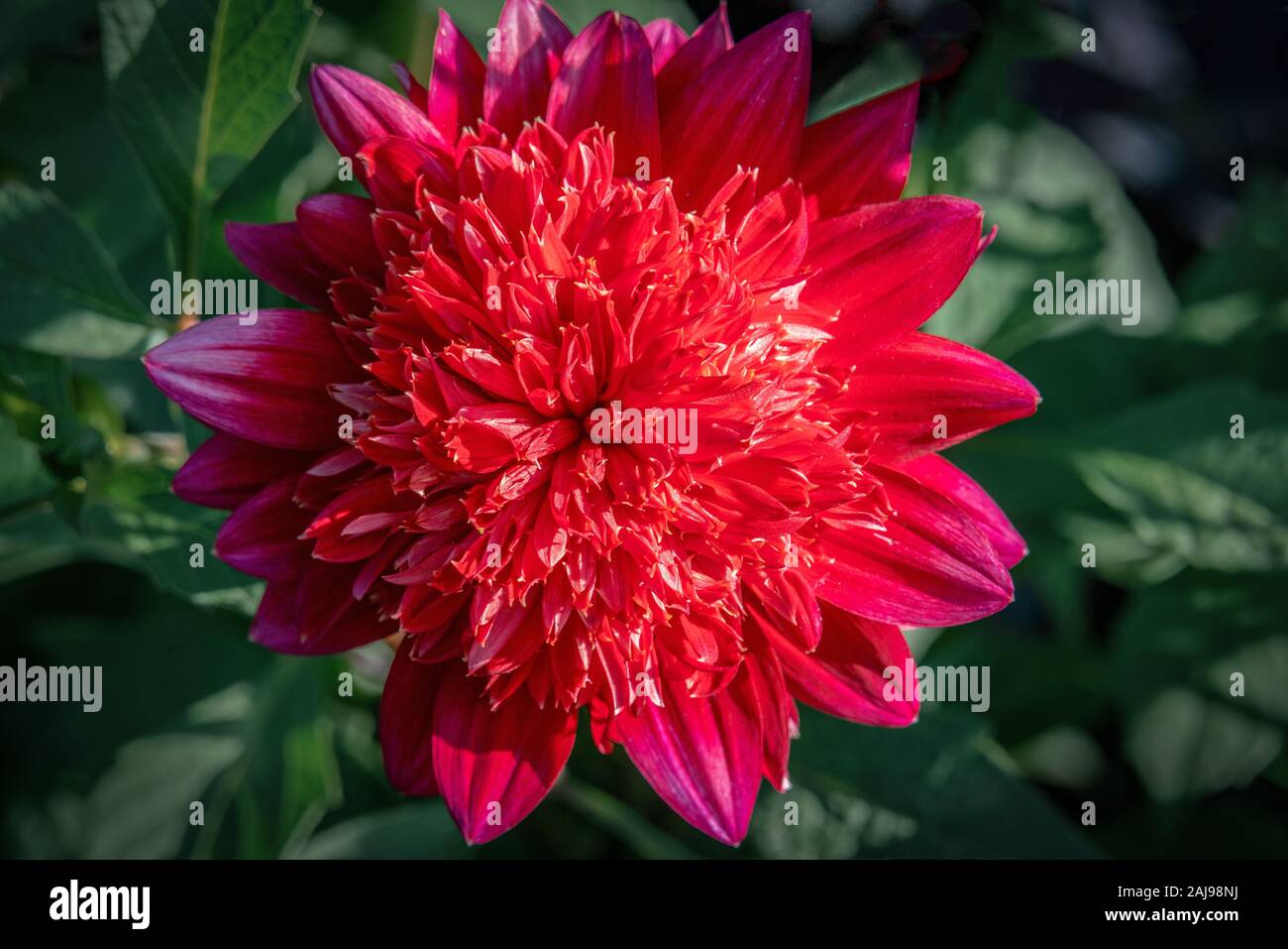 Detailed close up of a red "The Phantom" dahlia flower in bright ...