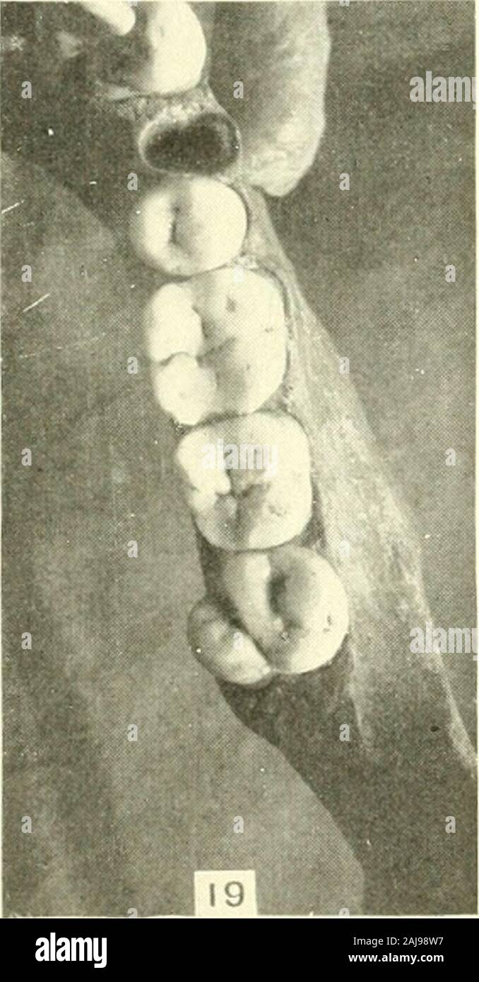 The American journal of anatomy Stock Photo - Alamy