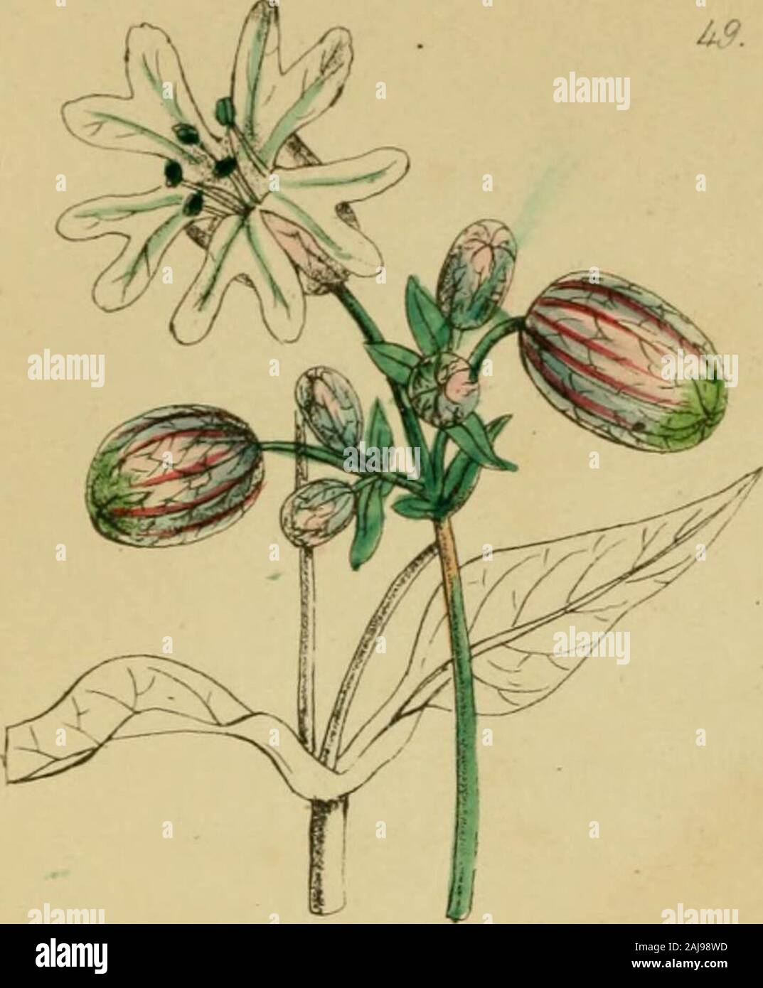 Popular field botany; containing a familiar and technical description ...