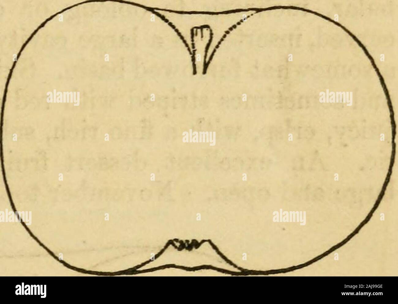 Api apple tree hi-res stock photography and images - Alamy