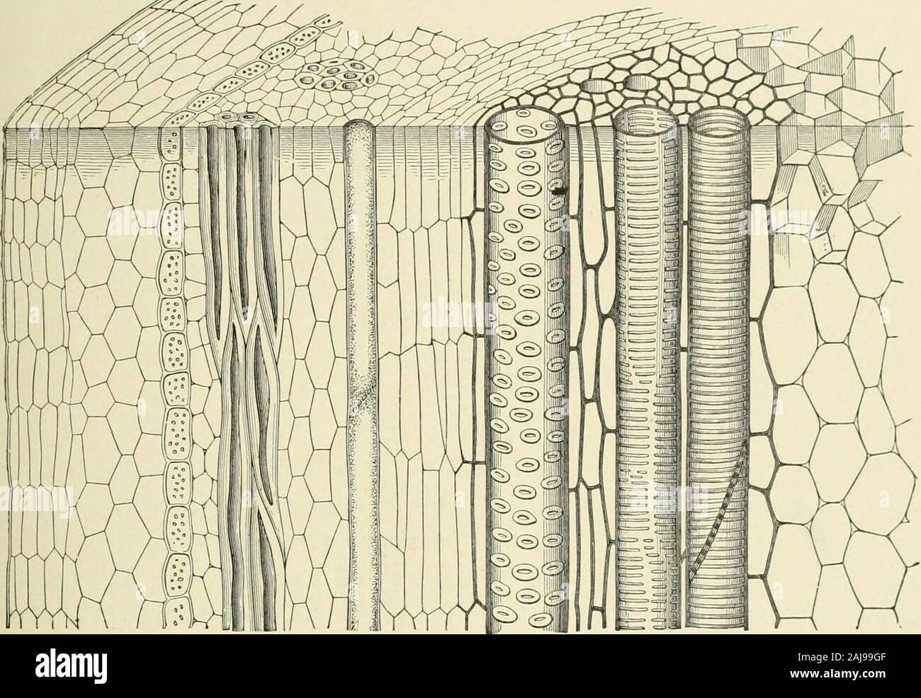 Cross section stem of vascular plants hi-res stock photography and ...