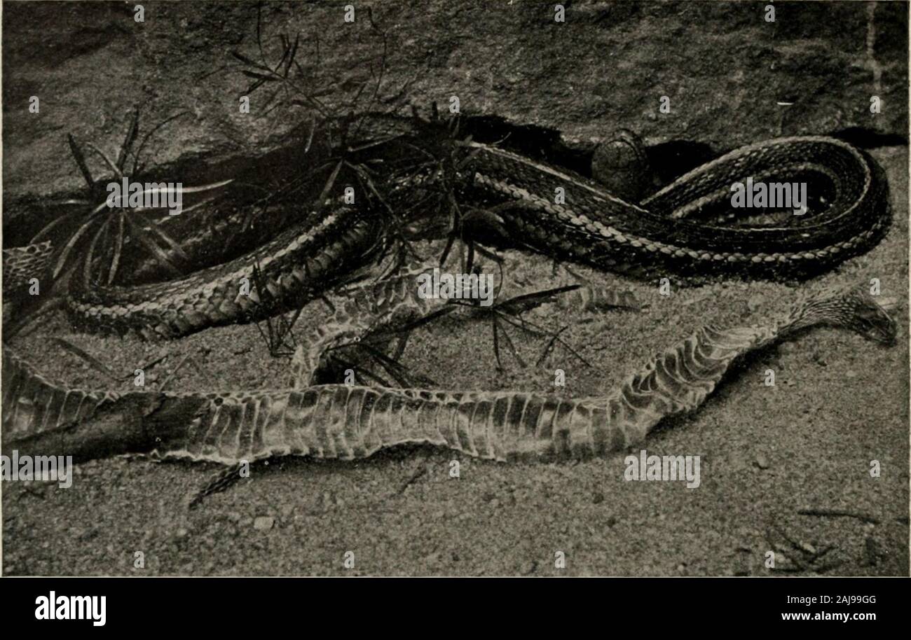 Ribbon snakes hi-res stock photography and images - Alamy