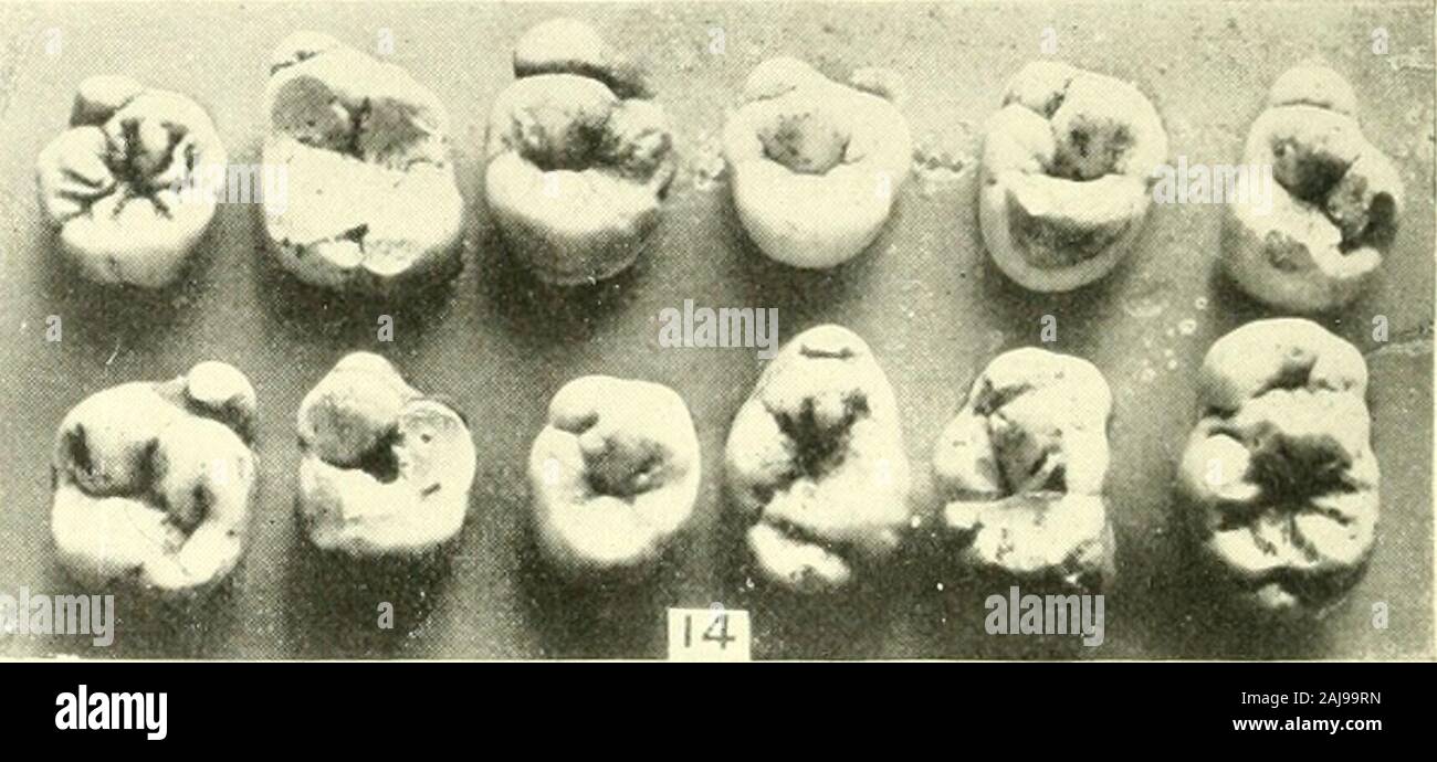 The American journal of anatomy . s. It never participatesin the ...