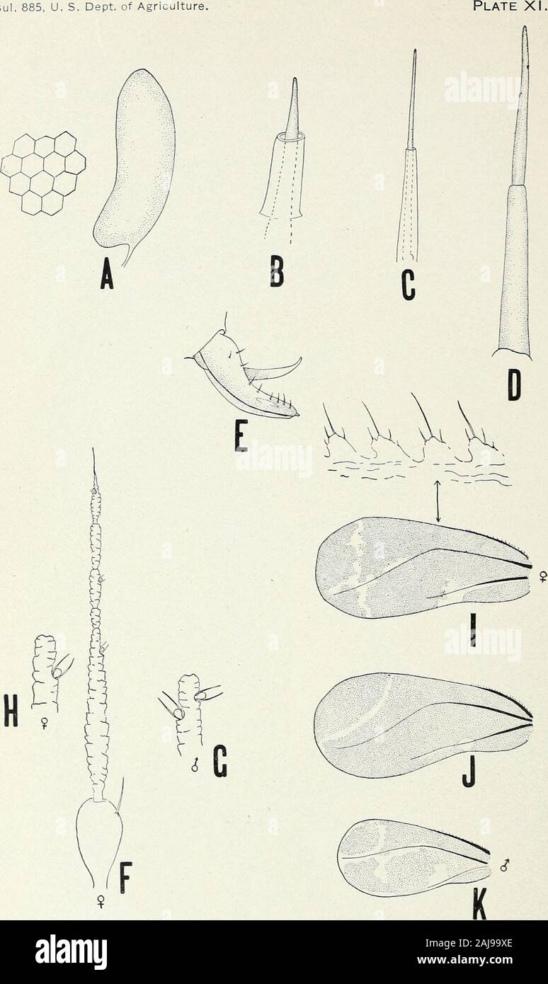 The black fly of citrus and other subtropical plants . The Black Fly. A ...