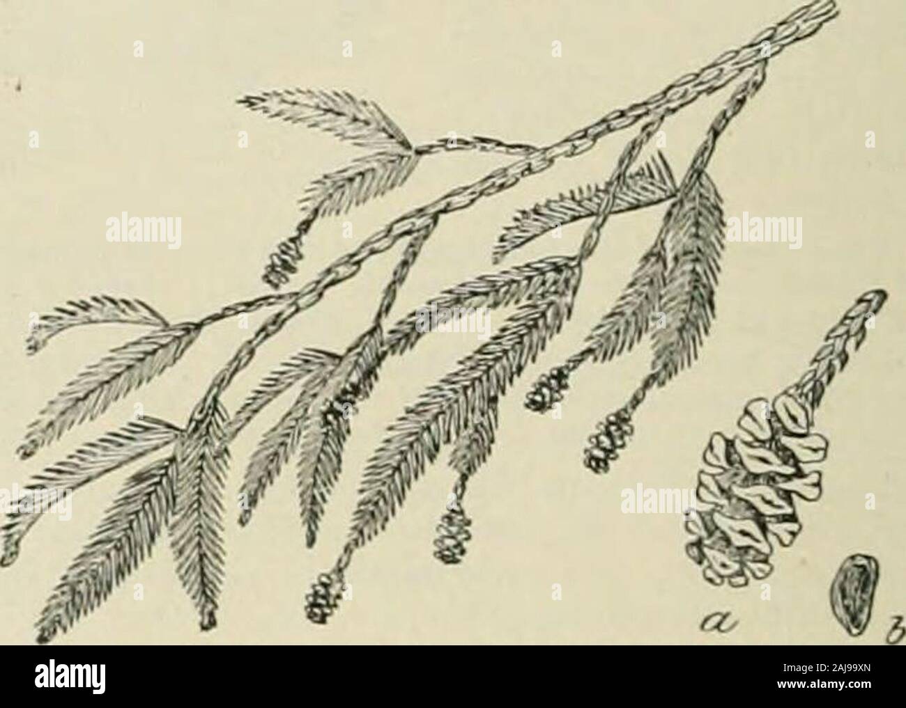 Blackl hi-res stock photography and images - Alamy