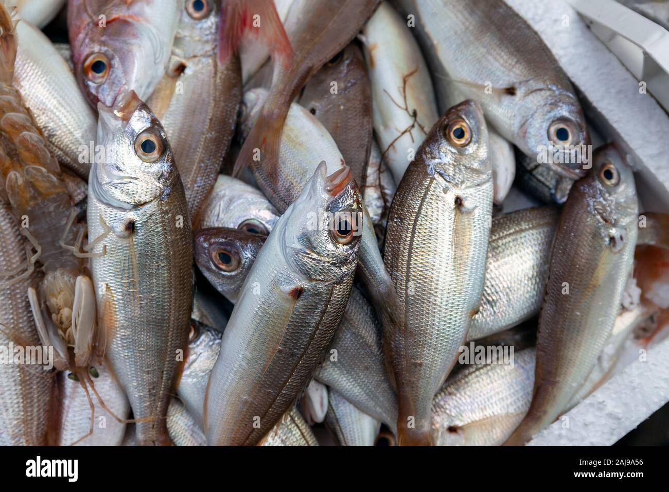 Fresh fish in the market Stock Photo - Alamy