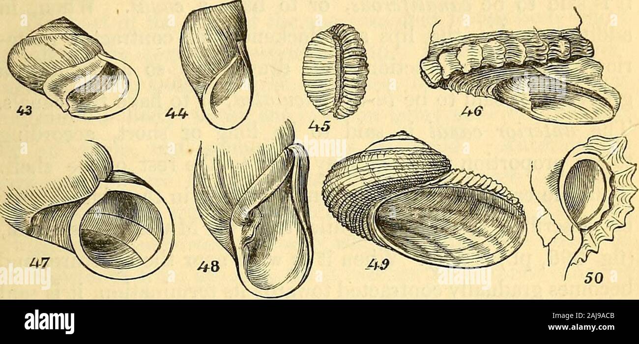 Cyclostomata hi-res stock photography and images - Alamy