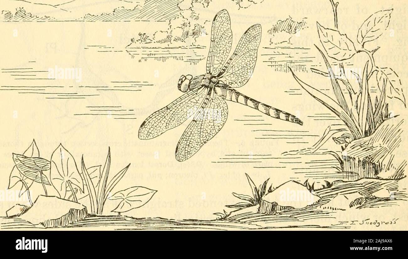 Wing folding insect hi-res stock photography and images - Alamy