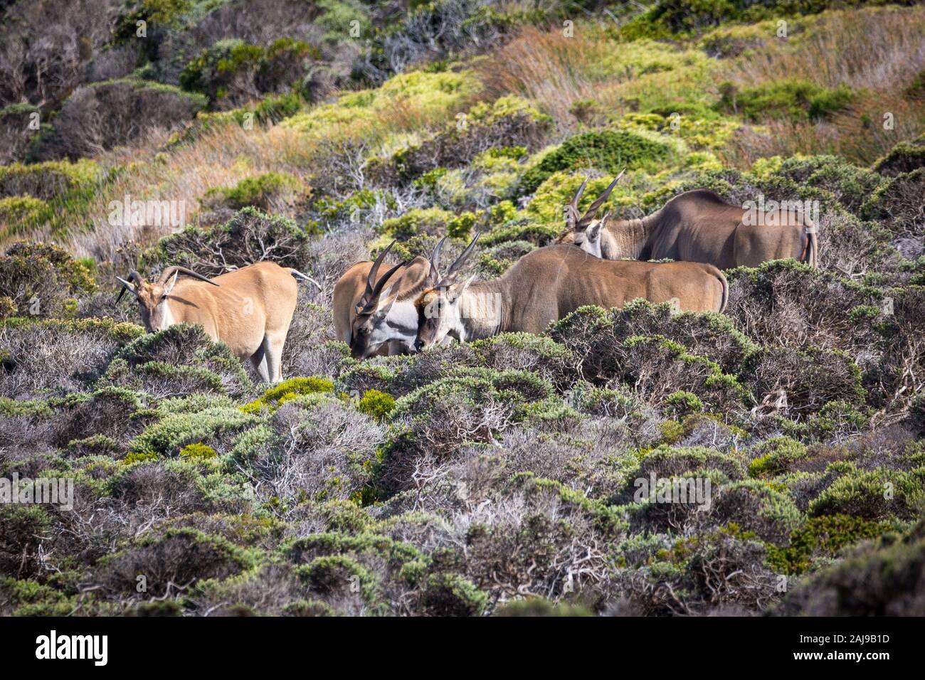 A group of Eland antelopes (Taurotragus oryx) foraging in fynbos ...