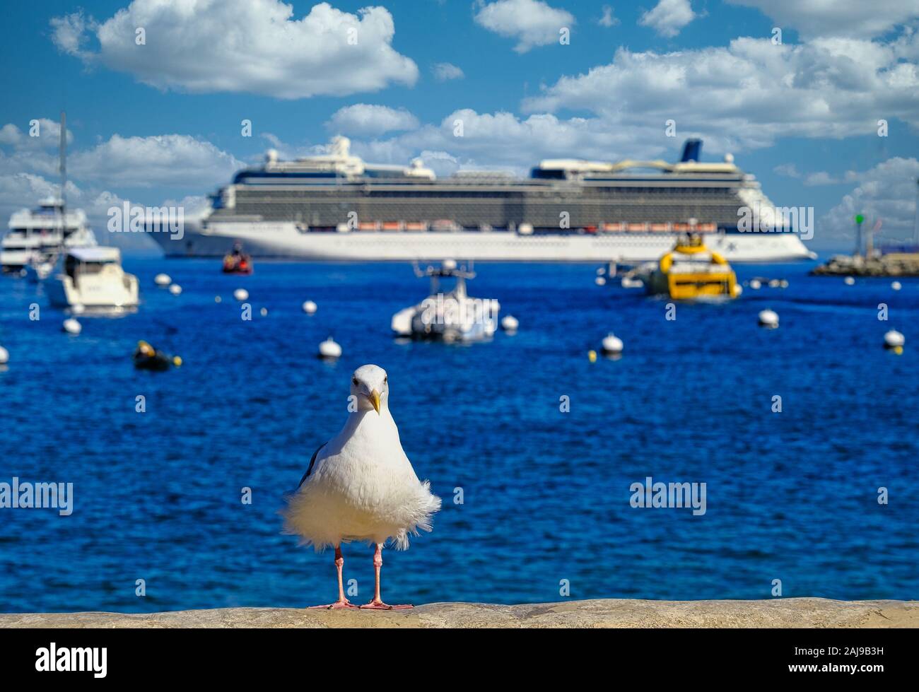 Seagull with Cruise Ship Stock Photo - Alamy