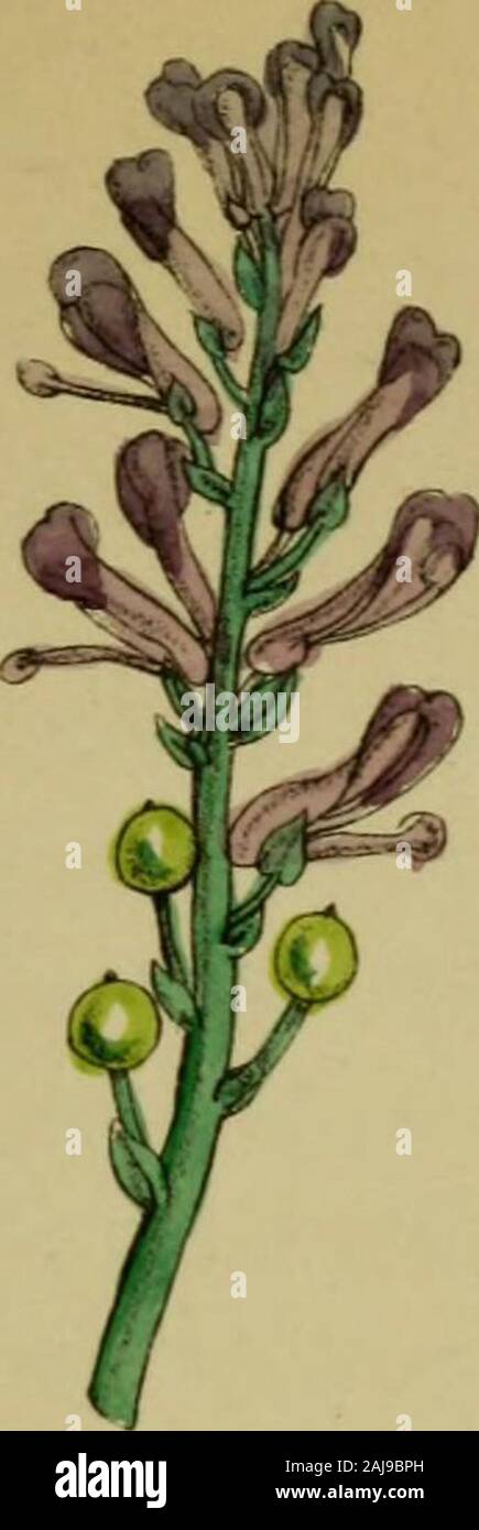 Oval lanceolate leaflets hi-res stock photography and images - Alamy