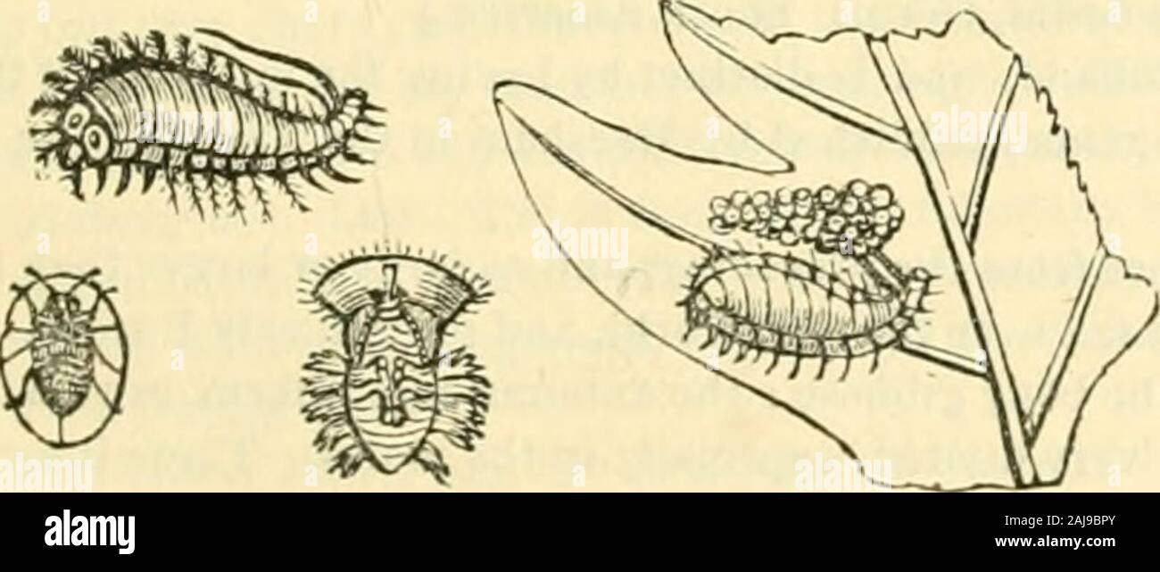 Articulated appendages hi-res stock photography and images - Alamy