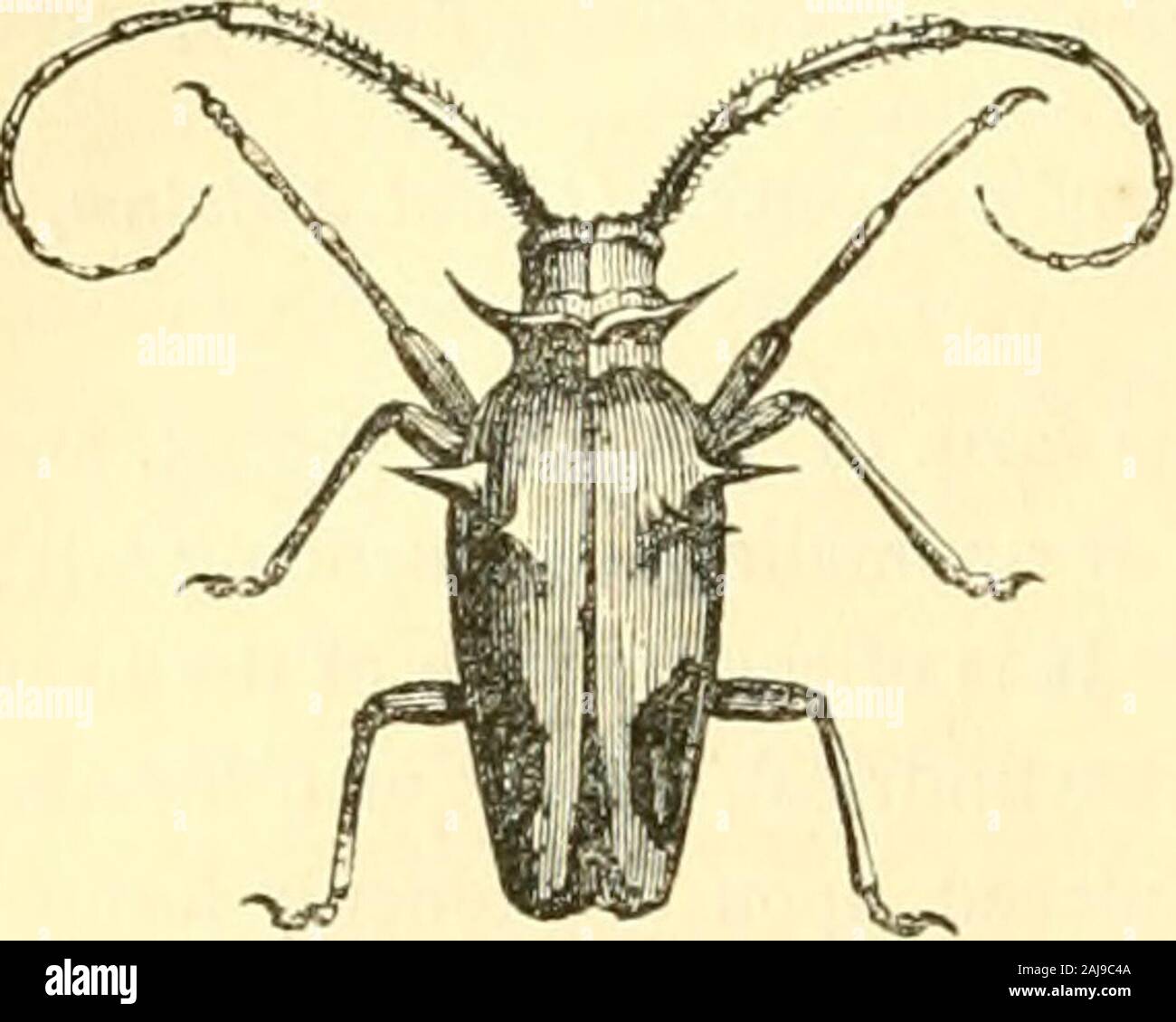 The animal kingdom, arranged after its organization : forming a natural ...