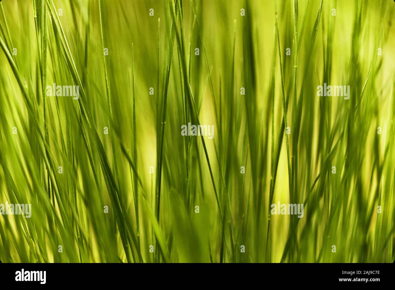 Grass macro hi-res stock photography and images - Alamy