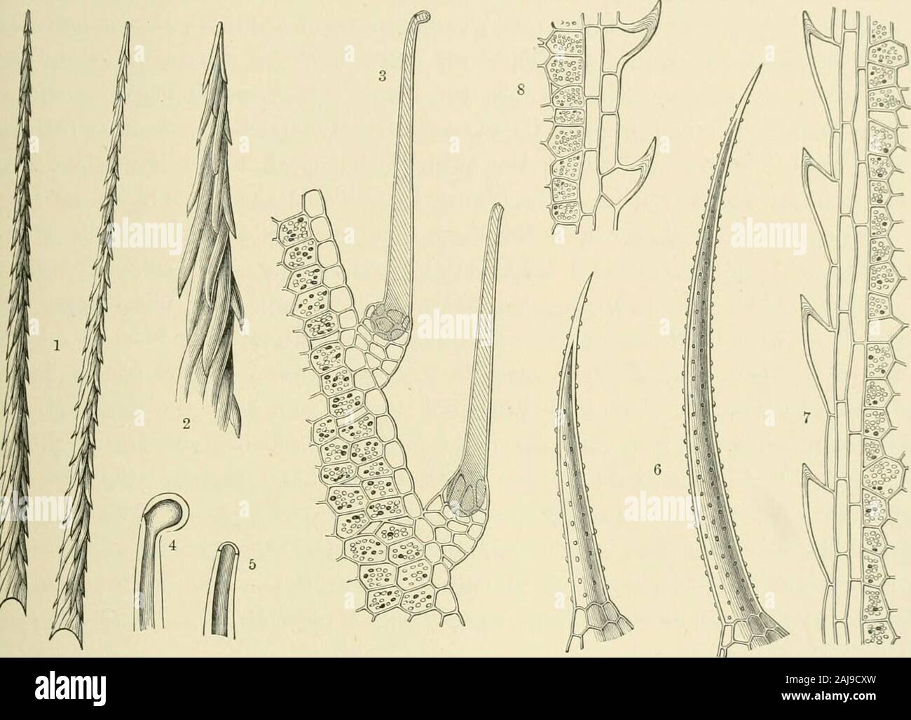 The natural history of plants, their forms, growth, reproduction, and ...