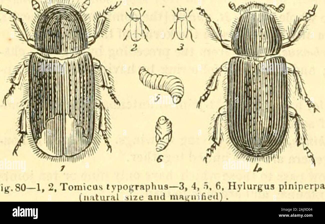 Tomicus hi-res stock photography and images - Alamy