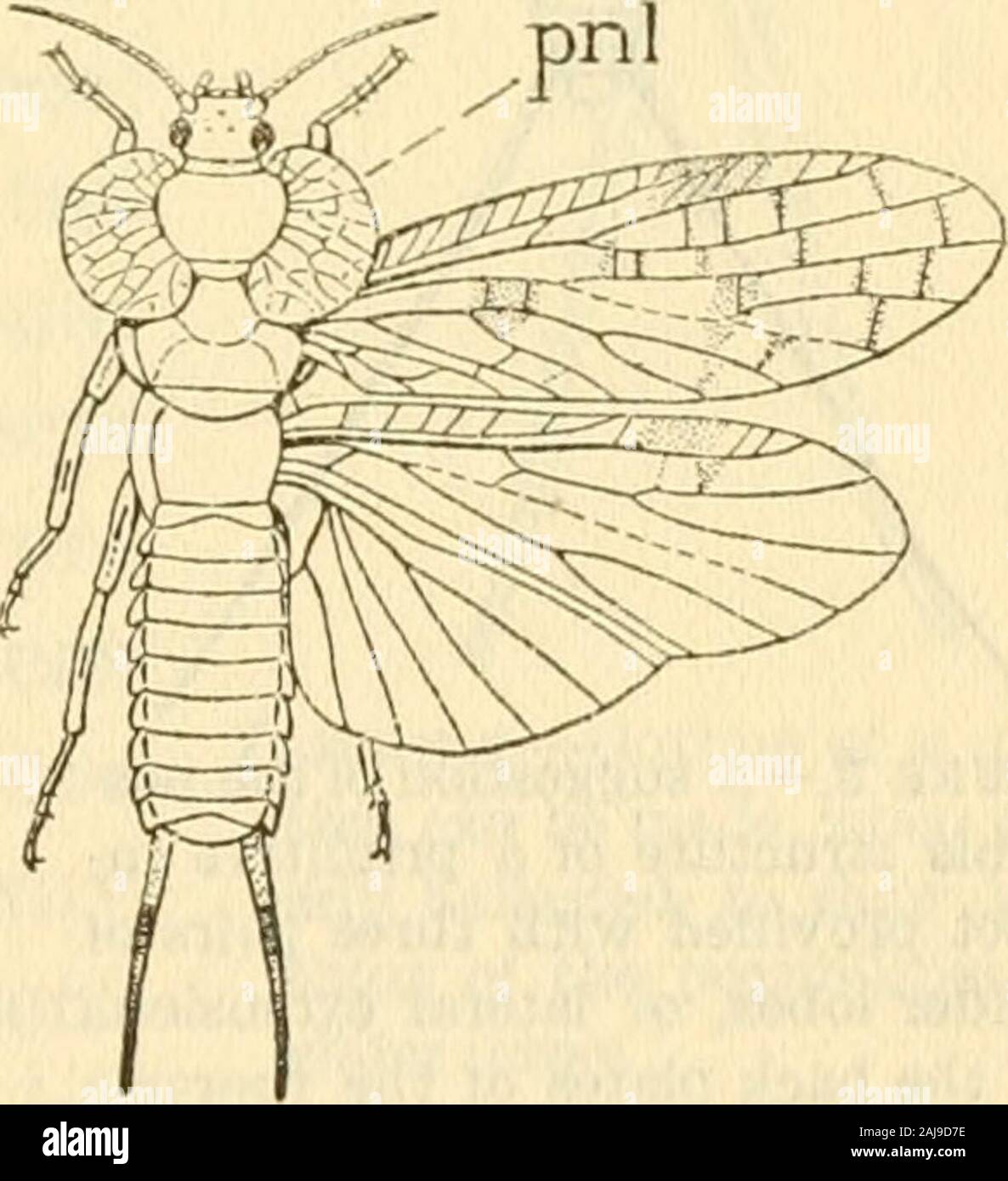 Stenodictya hi-res stock photography and images - Alamy