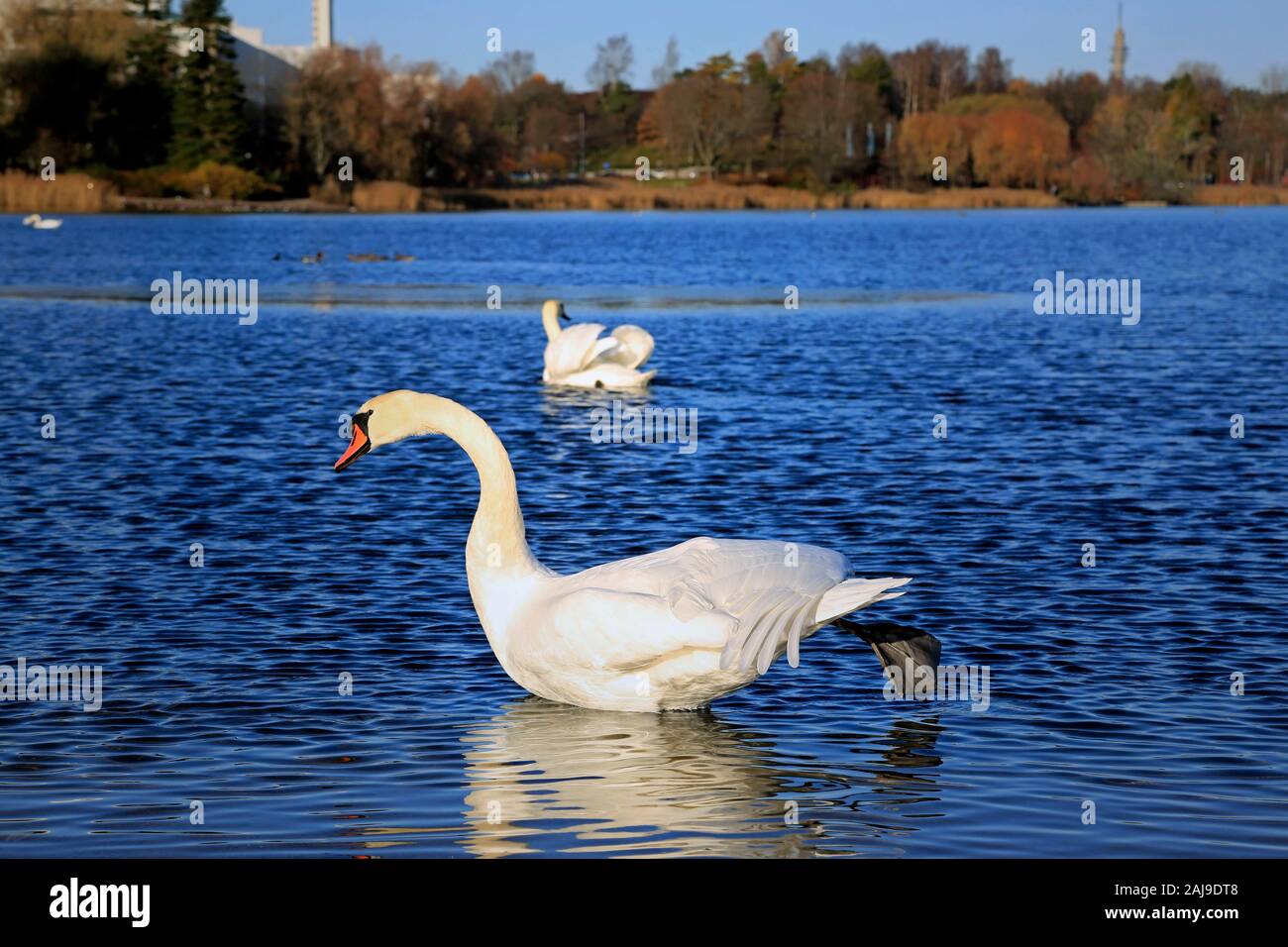 Bird stretch hi-res stock photography and images - Alamy