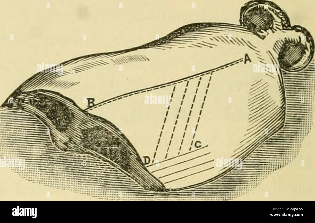 Saddle of mutton hi-res stock photography and images - Alamy