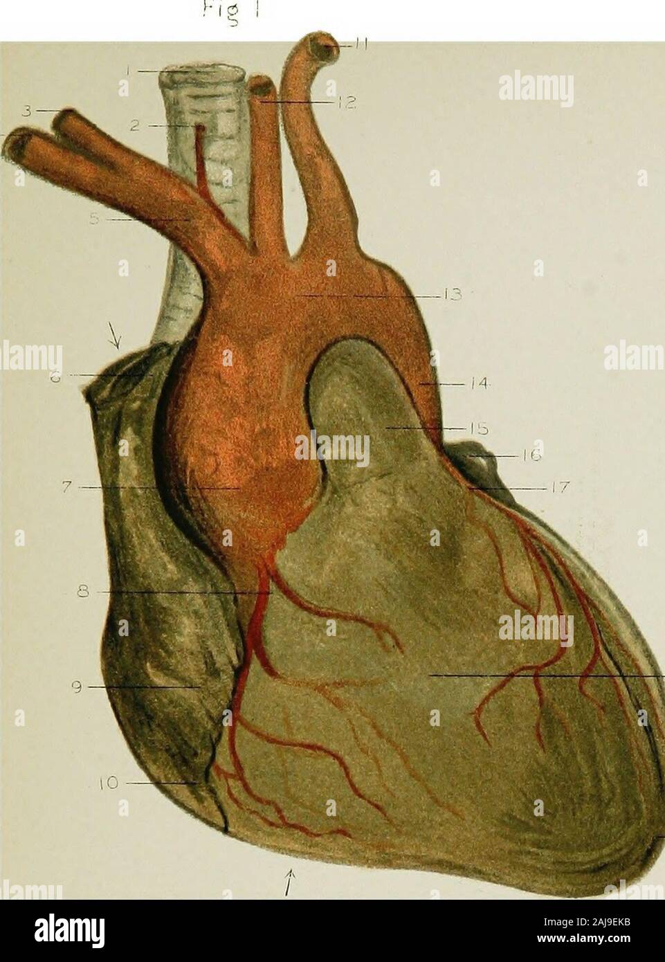 Regional anatomy in its relation to medicine and surgery . the right ...