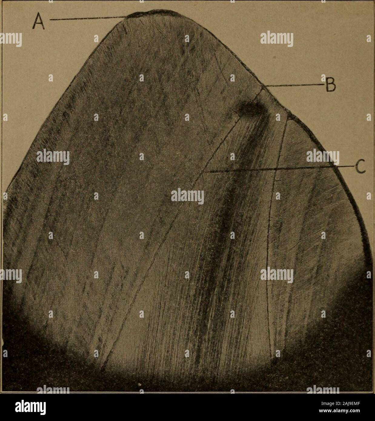 A text-book of dental histology and embryology, including laboratory ...