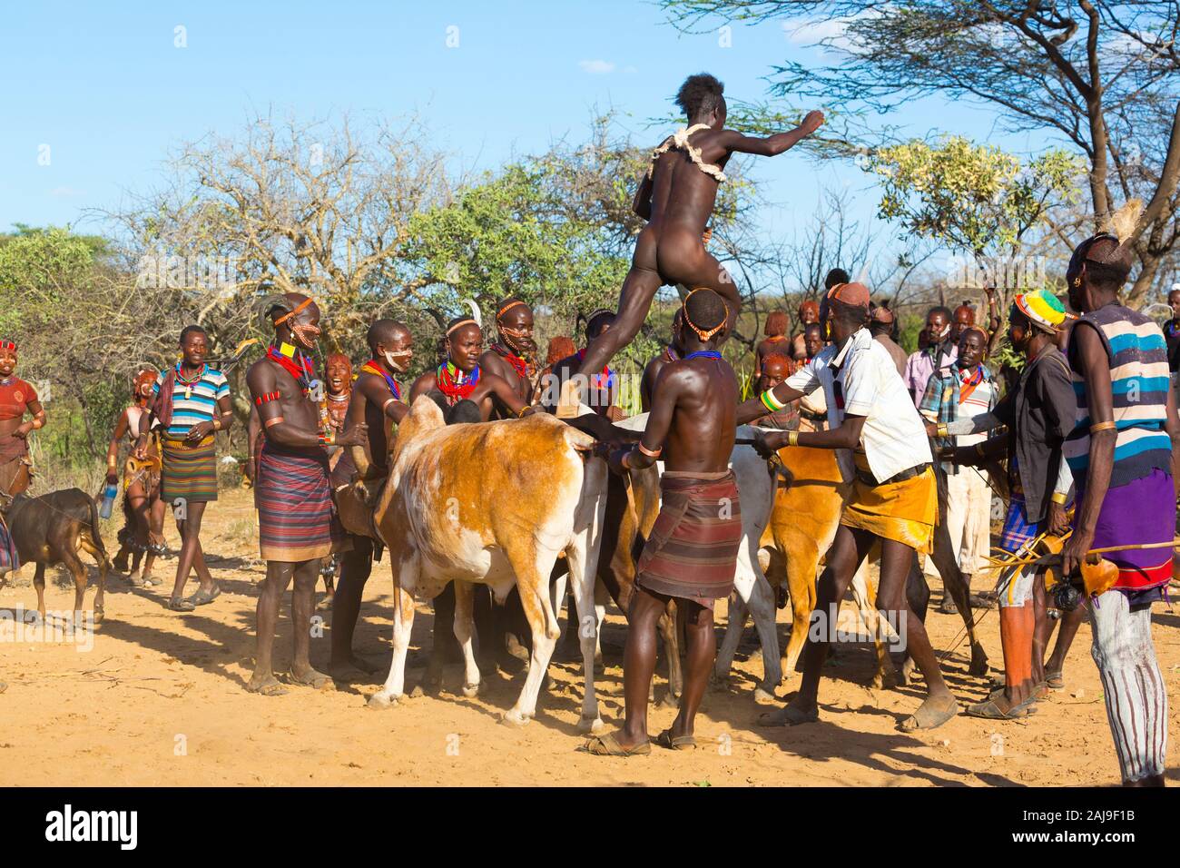 "Bull jumping", Hamer people, Omo valley, Naciones, Ethiopia, Africa ...