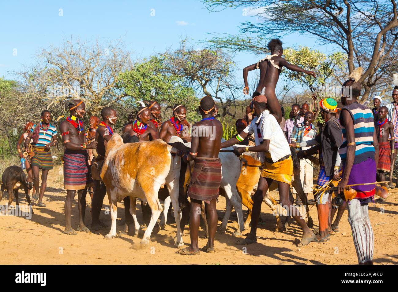 "Bull jumping", Hamer people, Omo valley, Naciones, Ethiopia, Africa ...