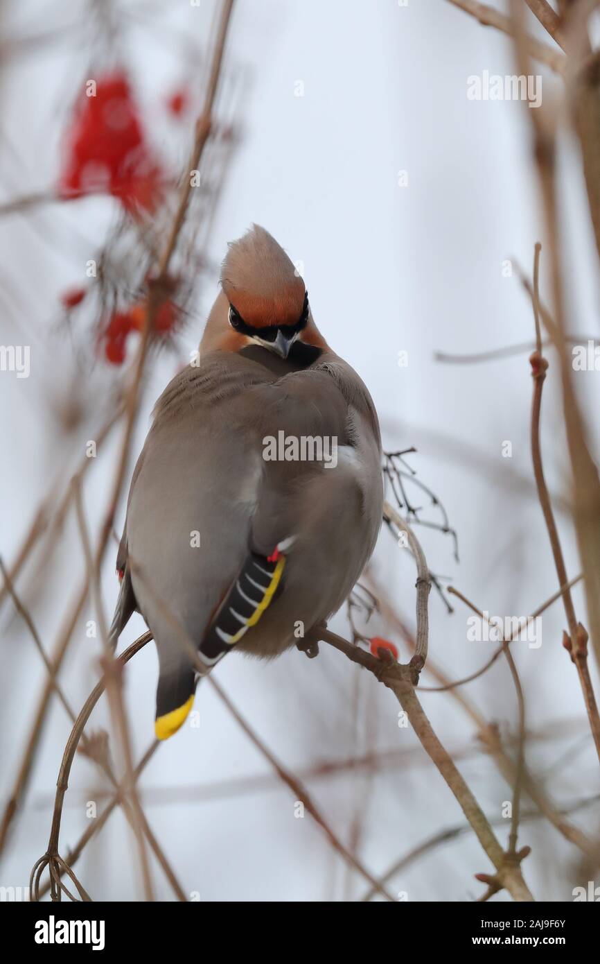 Male waxwing hi-res stock photography and images - Alamy