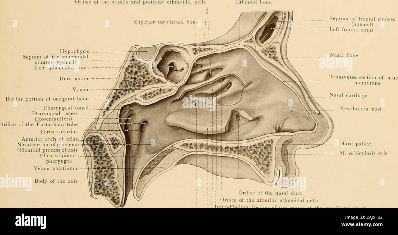 Atlas and text-book of topographic and applied anatomy . this manner ...
