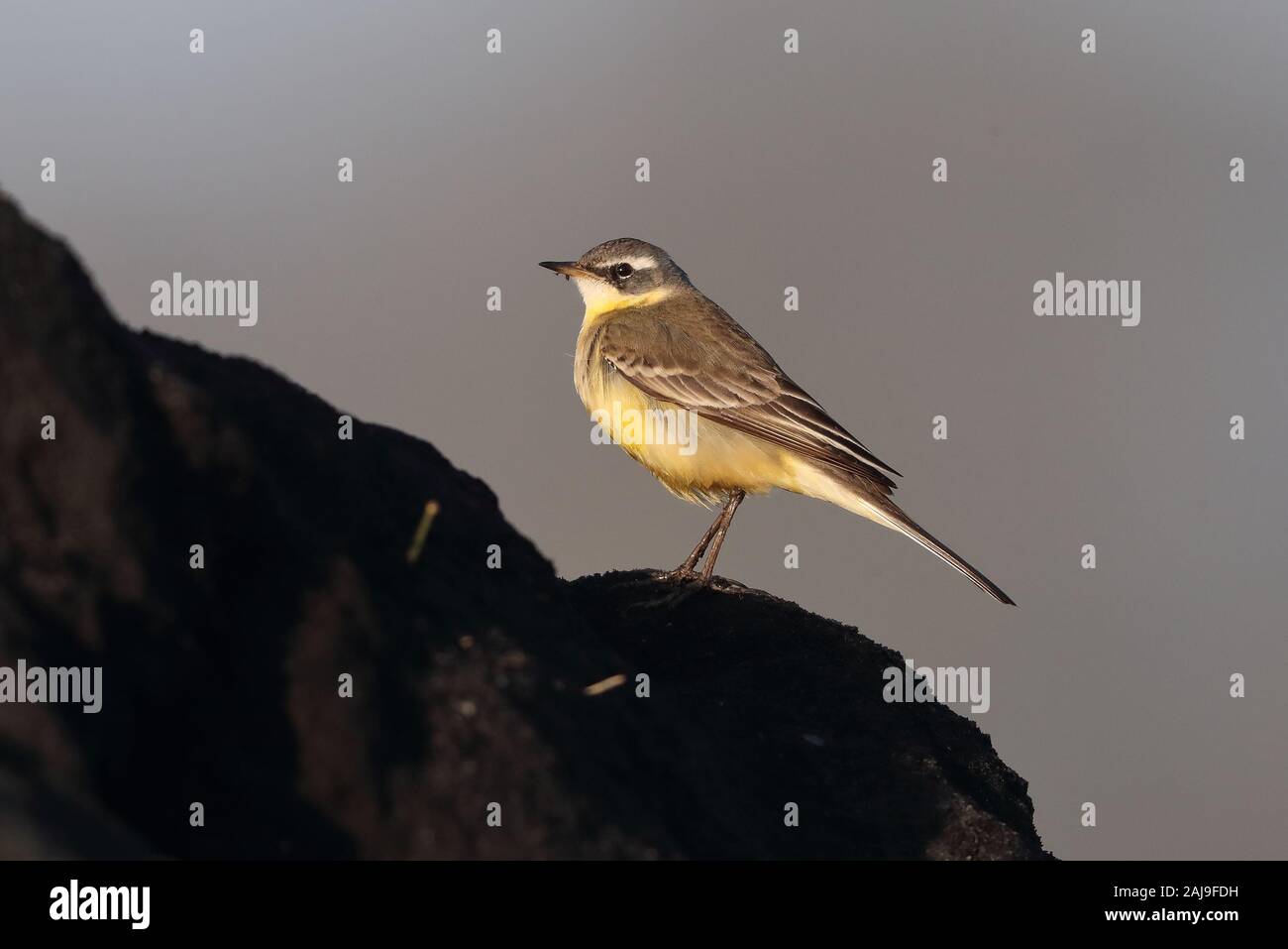 Eastern yellow wagtail hi-res stock photography and images - Alamy
