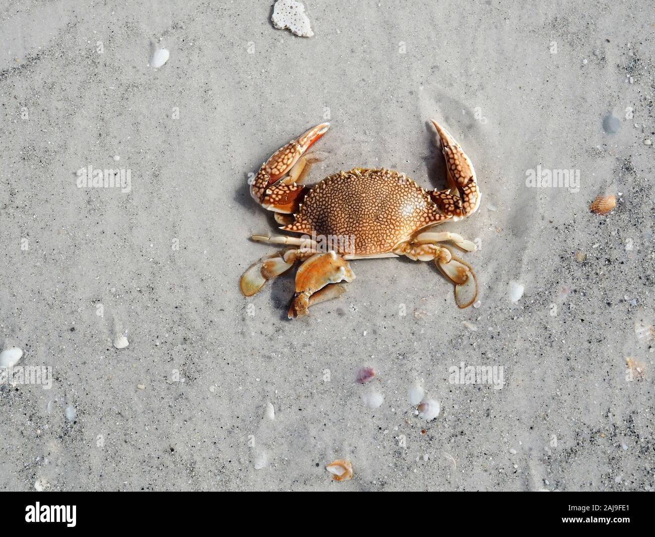 Speckled Crab on Sandy Beach Stock Photo - Alamy