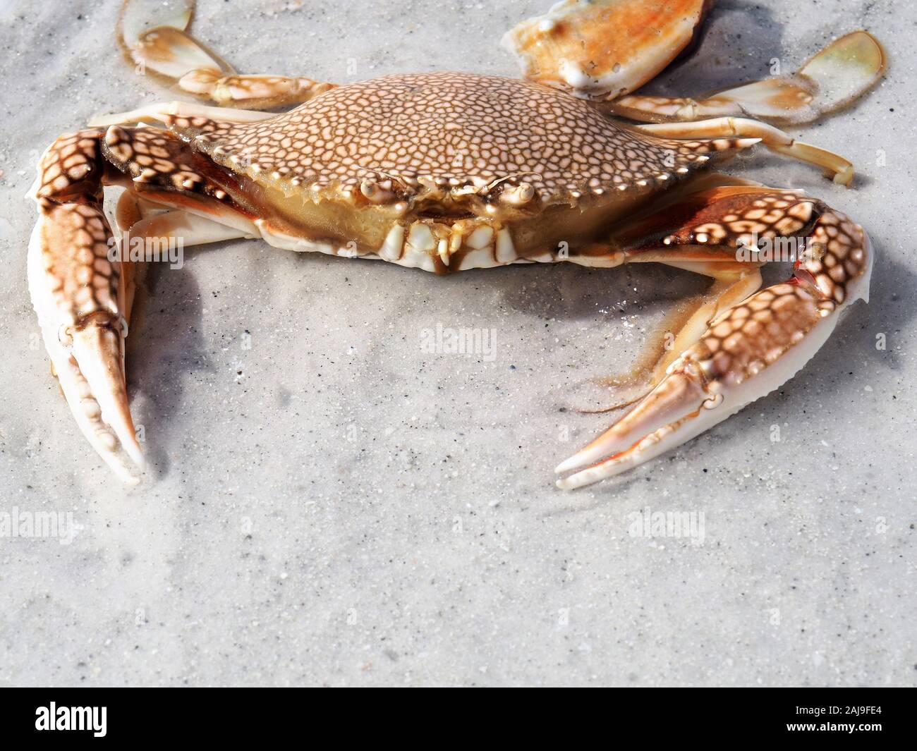 Speckled Crab on Sandy Beach Stock Photo - Alamy