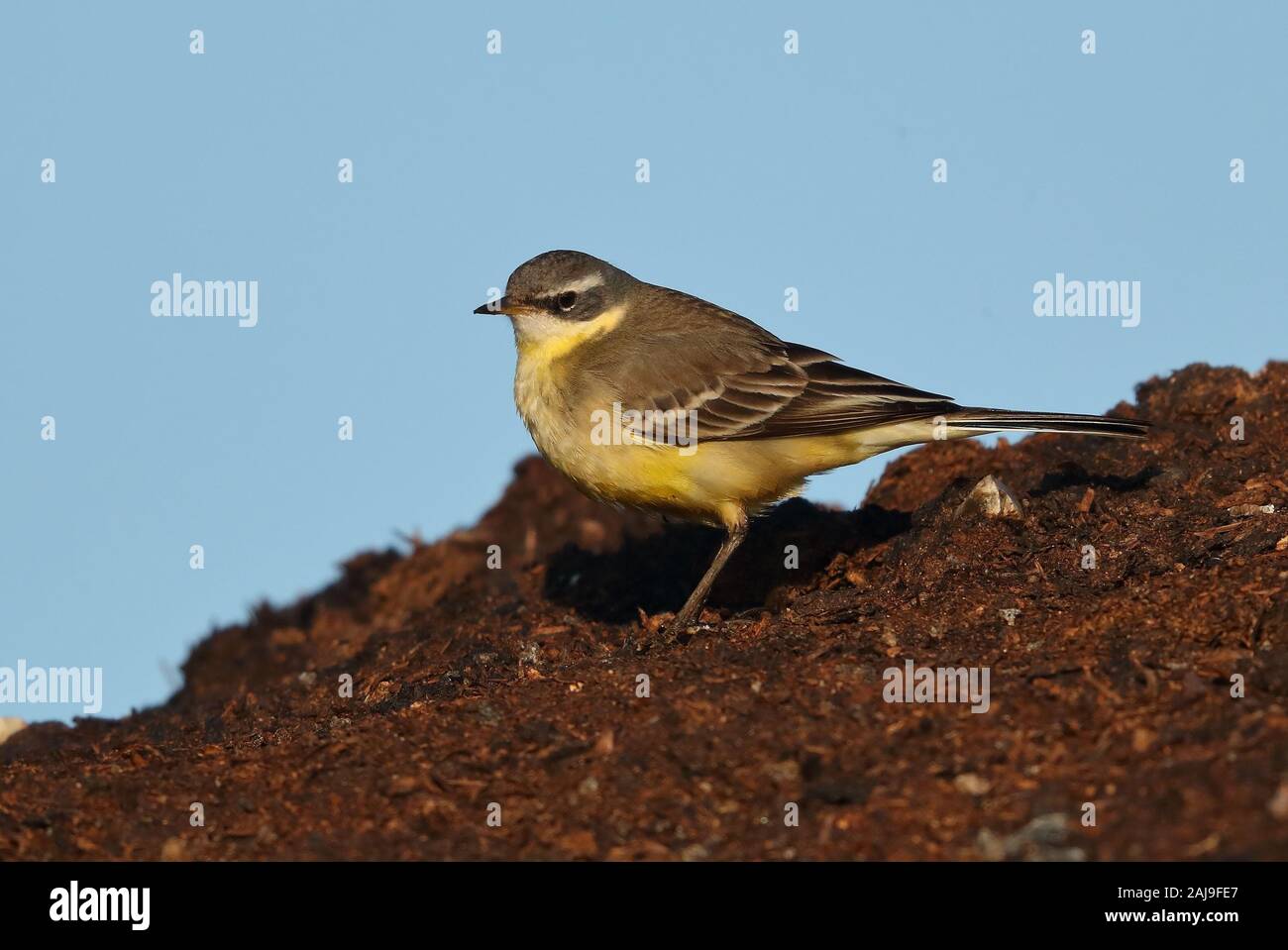 Blue headed eastern yellow wagtail hi-res stock photography and images ...